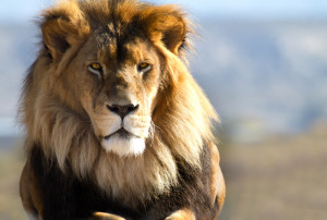 The 21 Steps to Becoming an Alpha Male